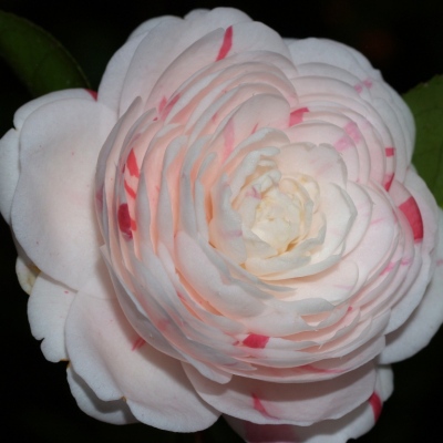 April Dawn | American Camellia Society